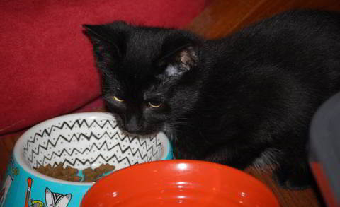 Naming a Kitten: Stormageddon Dark Lord Of All? - Rubber Shoes In Hell